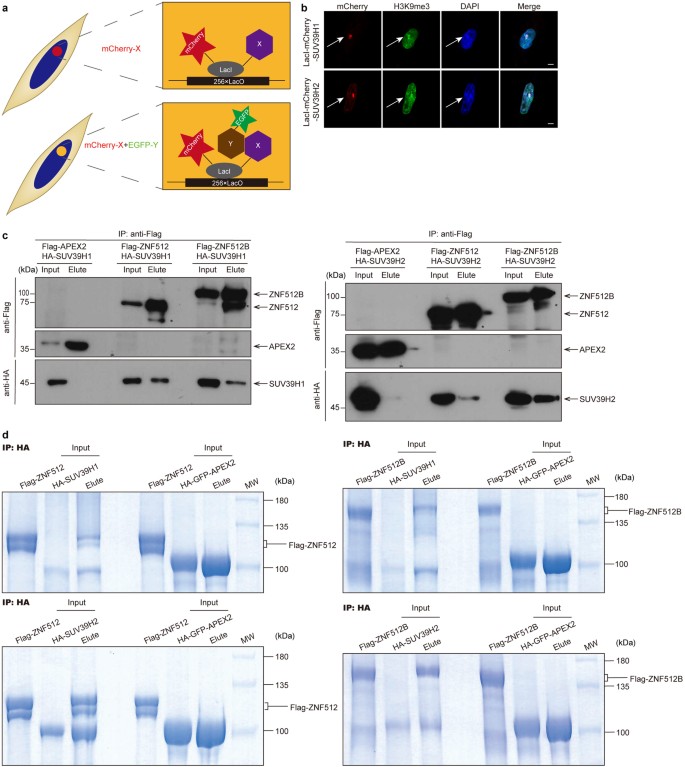 Targeting pericentric non-consecutive motifs for heterochromatin ...