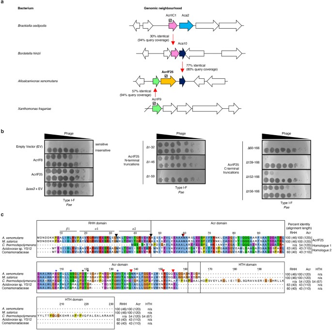 An anti-CRISPR that pulls apart a CRISPR–Cas complex | Nature