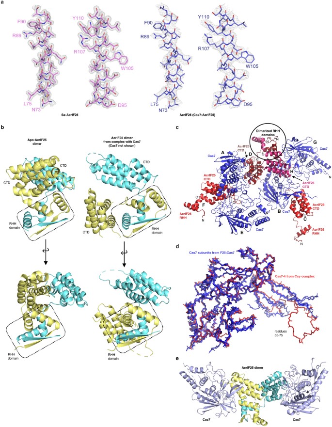 An anti-CRISPR that pulls apart a CRISPR–Cas complex | Nature