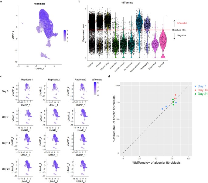 Alveolar fibroblast lineage orchestrates lung inflammation and fibrosis ...