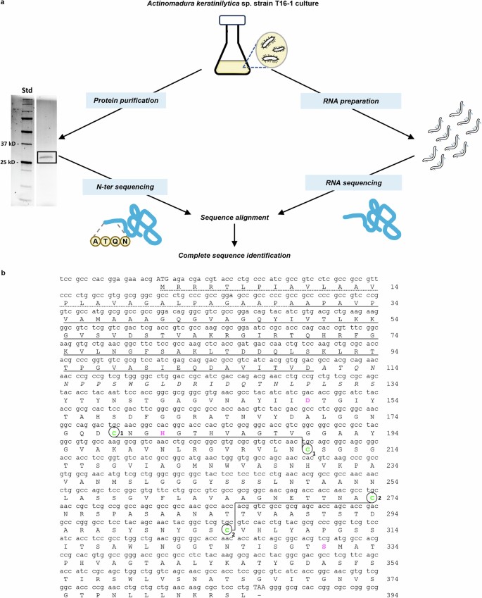 An engineered enzyme embedded into PLA to make self-biodegradable ...