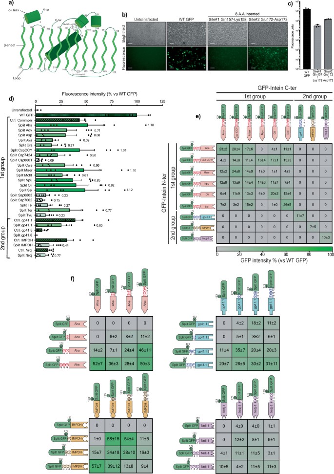 Split intein-mediated protein trans-splicing to express large ...
