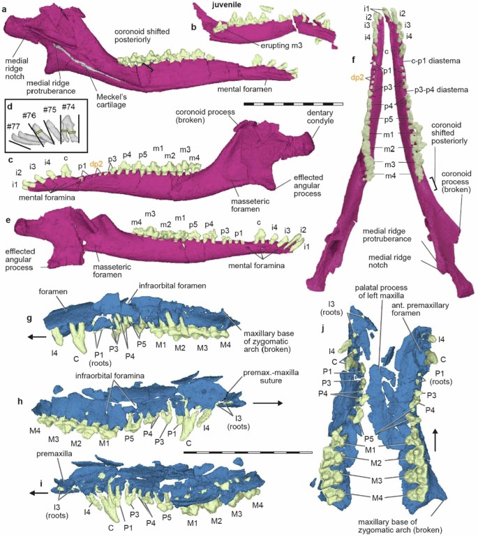 Jurassic fossil juvenile reveals prolonged life history in early ...