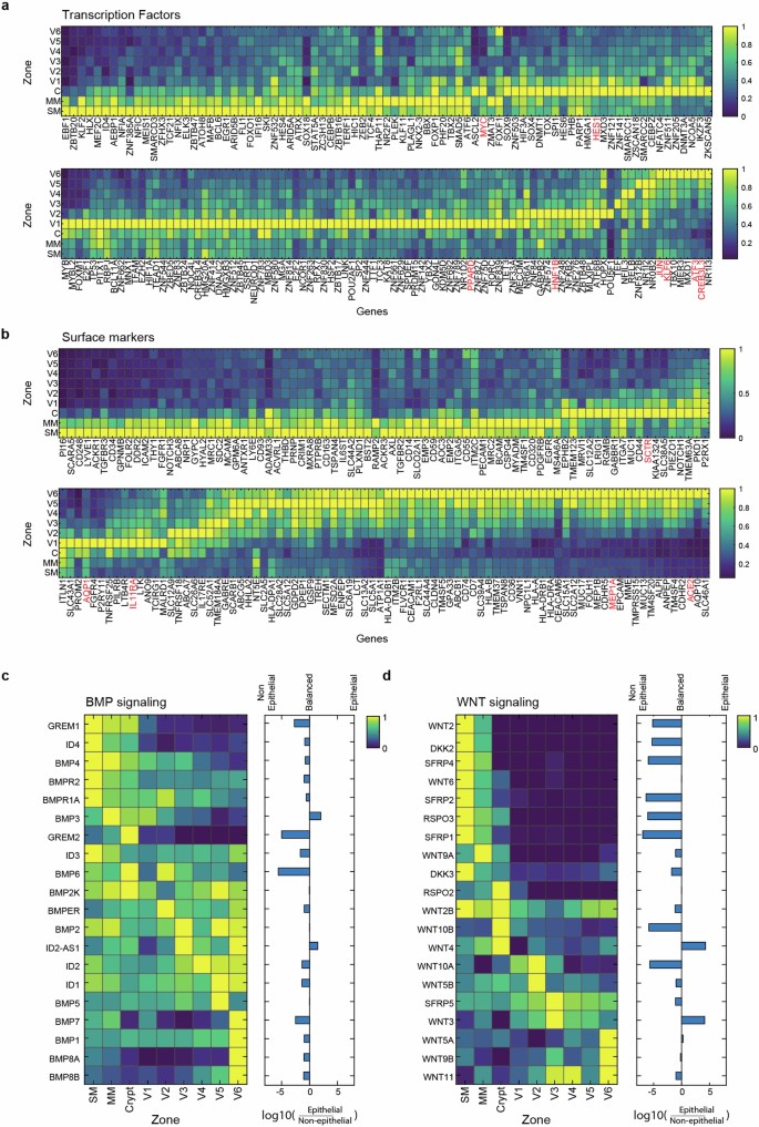 A spatial expression atlas of the adult human proximal small intestine ...