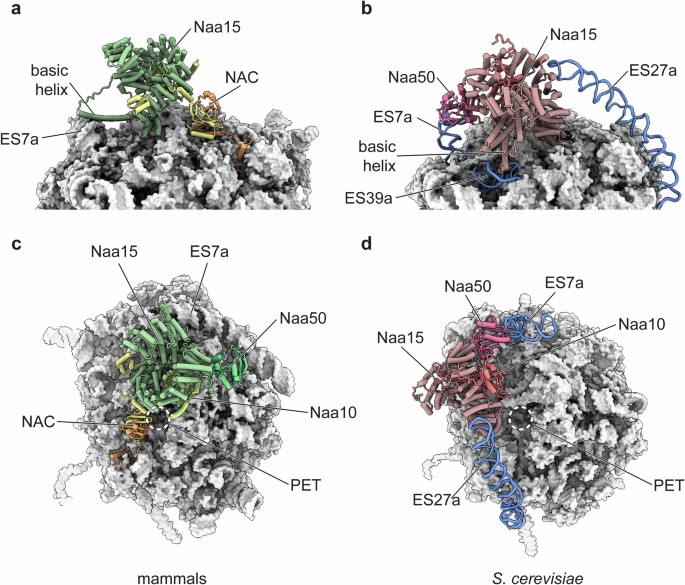 NAC guides a ribosomal multienzyme complex for nascent protein ...