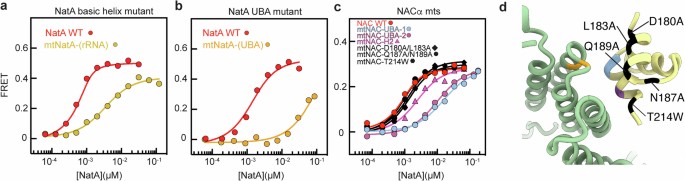 NAC guides a ribosomal multienzyme complex for nascent protein ...