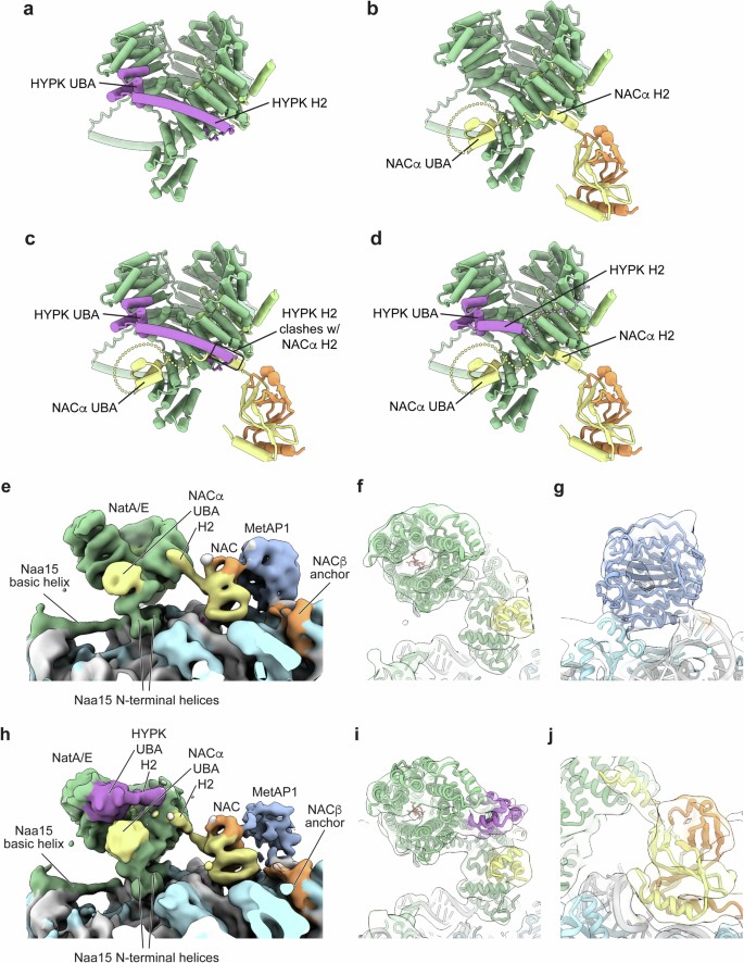 NAC guides a ribosomal multienzyme complex for nascent protein ...