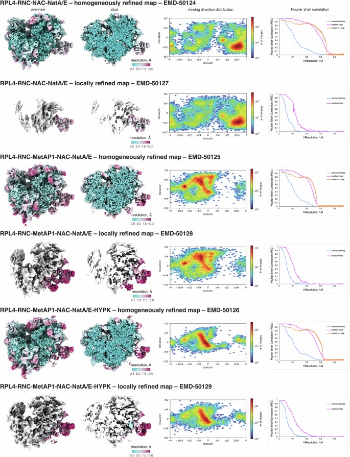NAC guides a ribosomal multienzyme complex for nascent protein ...