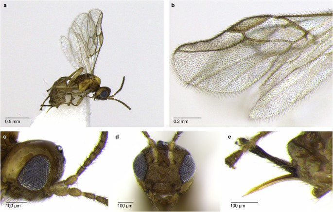 Drosophila are hosts to the first described parasitoid wasp of adult ...