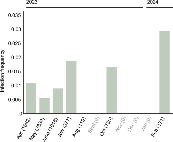 Drosophila are hosts to the first described parasitoid wasp of adult ...