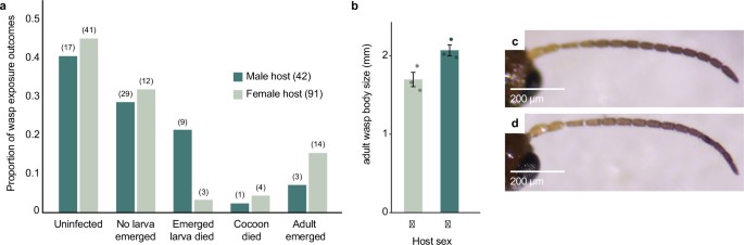 Drosophila are hosts to the first described parasitoid wasp of adult ...