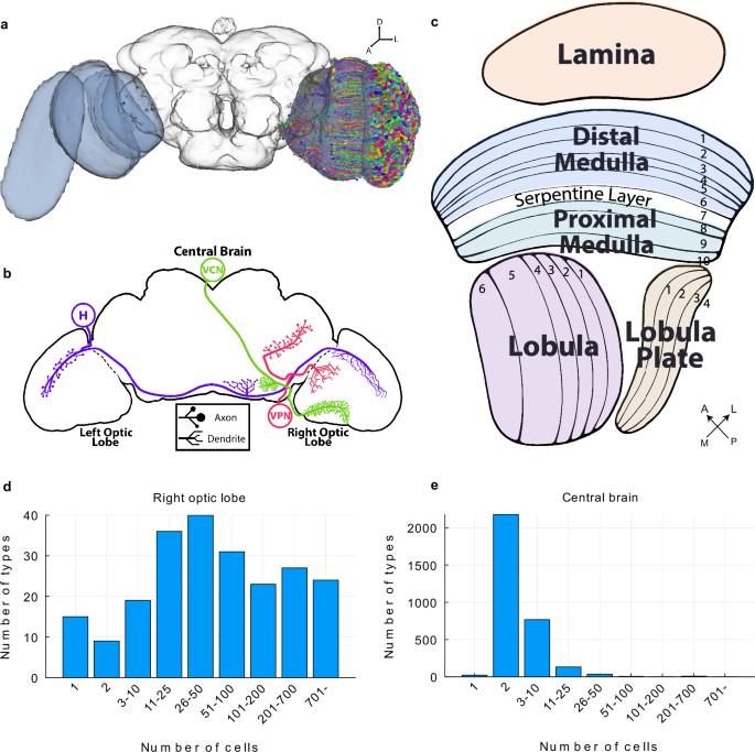 Neuronal parts list and wiring diagram for a visual system | Nature