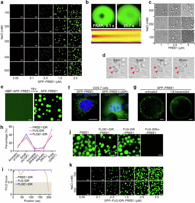 Biomolecular condensates mediate bending and scission of endosome ...