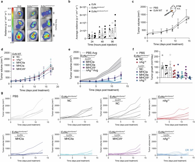 Probiotic neoantigen delivery vectors for precision cancer ...
