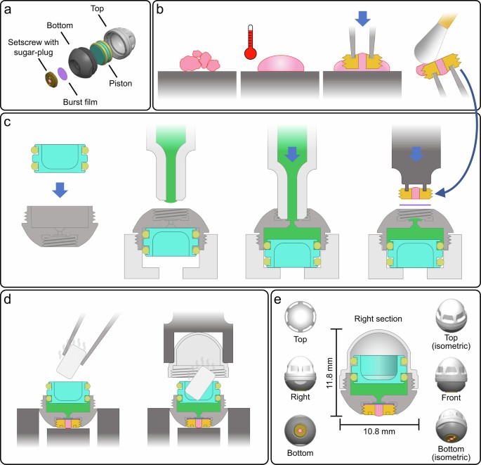 Cephalopod-inspired jetting devices for gastrointestinal drug delivery ...