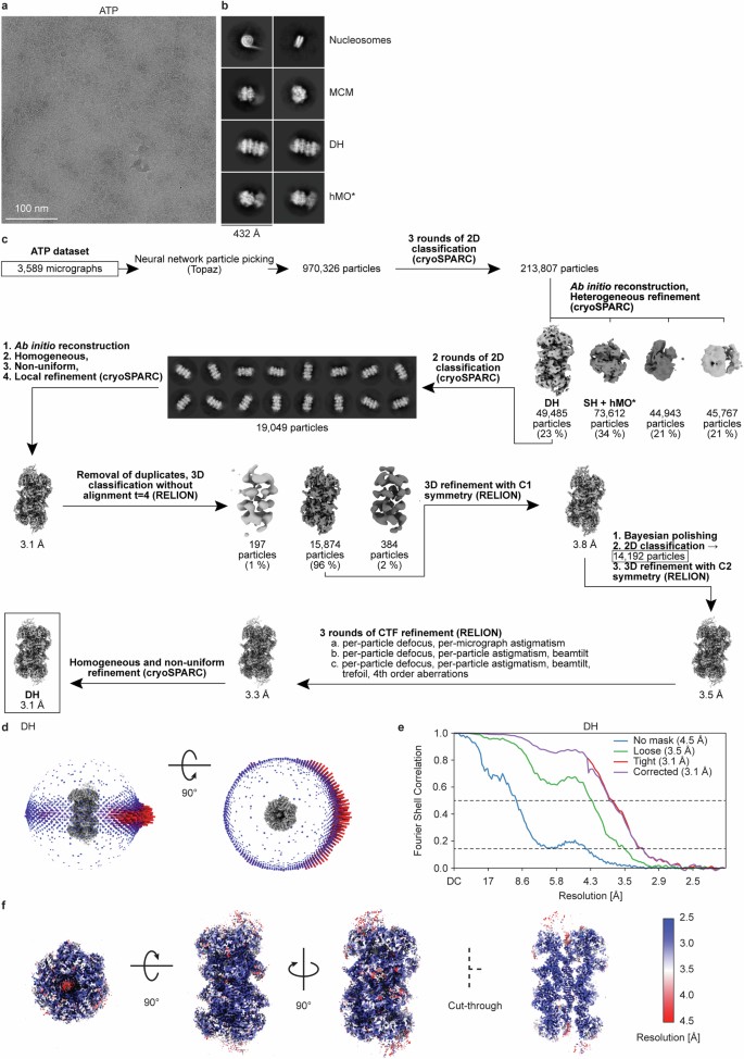 MCM double hexamer loading visualized with human proteins | Nature