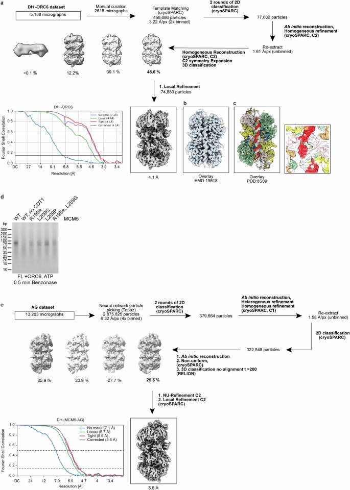 MCM double hexamer loading visualized with human proteins | Nature