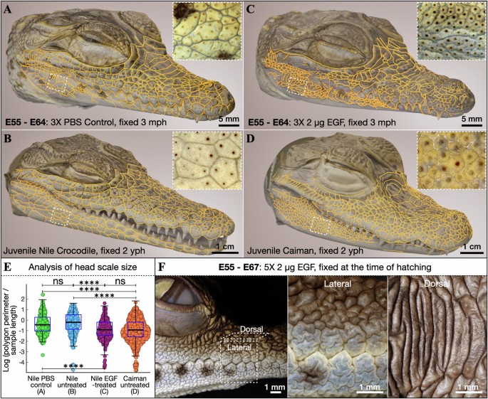 Self-organized patterning of crocodile head scales by compressive ...