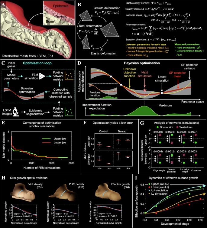 Self-organized patterning of crocodile head scales by compressive ...