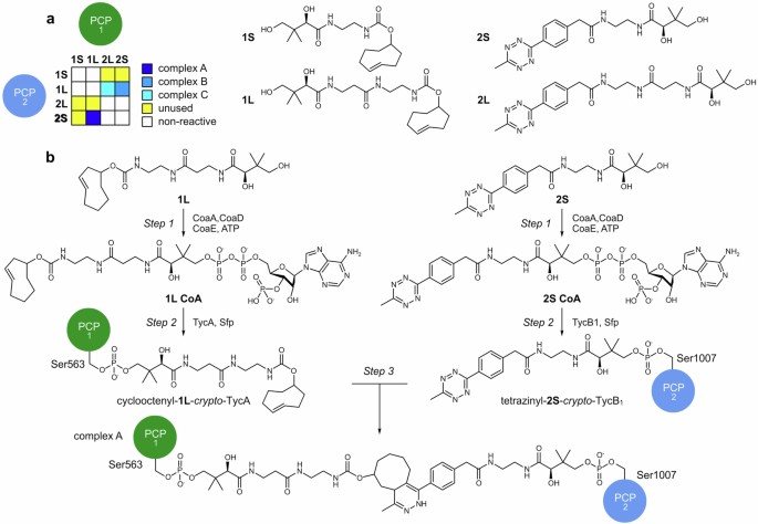Crosslinking intermodular condensation in non-ribosomal peptide ...