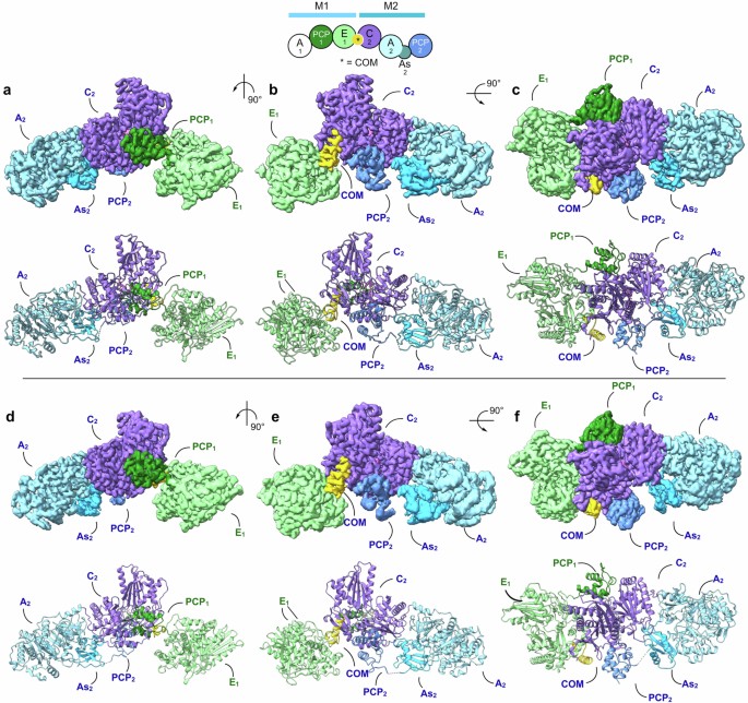Crosslinking intermodular condensation in non-ribosomal peptide ...