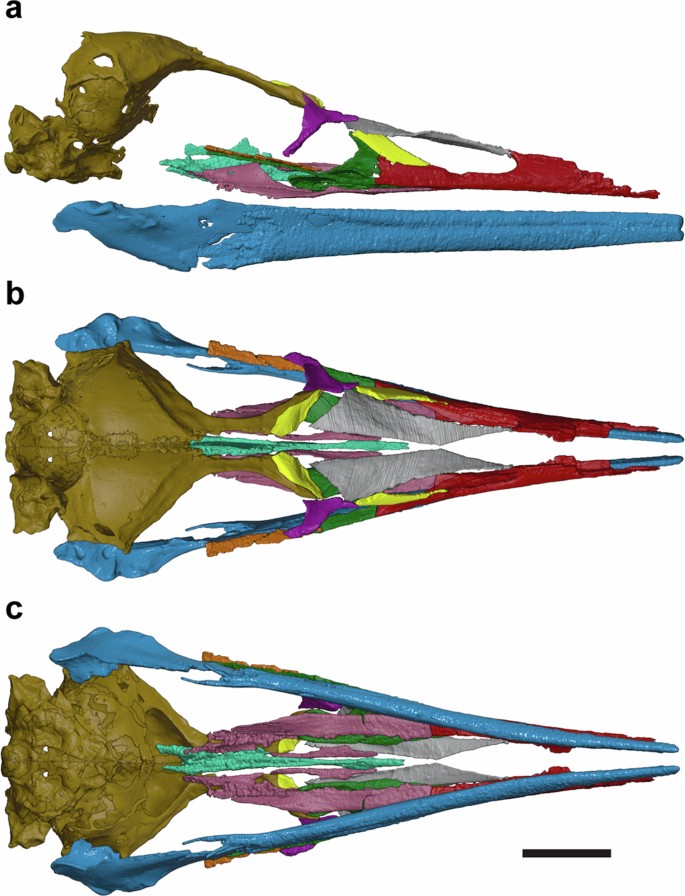 Cretaceous Antarctic bird skull elucidates early avian ecological ...