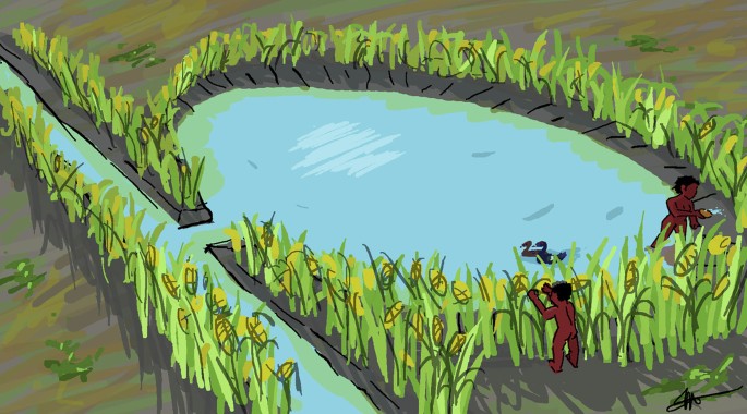 Maize monoculture supported pre-Columbian urbanism in southwestern ...