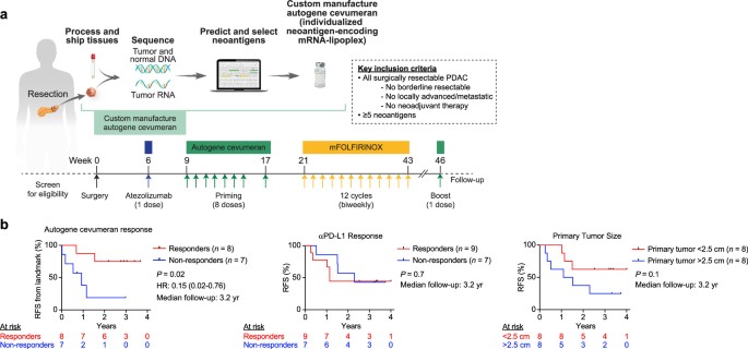 RNA neoantigen vaccines prime long-lived CD8+ T cells in pancreatic ...