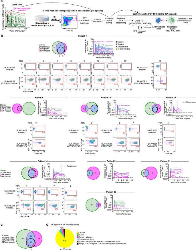 RNA neoantigen vaccines prime long-lived CD8+ T cells in pancreatic ...