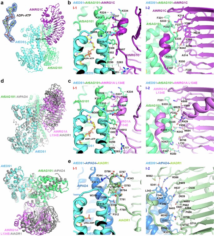 Activation and inhibition mechanisms of a plant helper NLR | Nature
