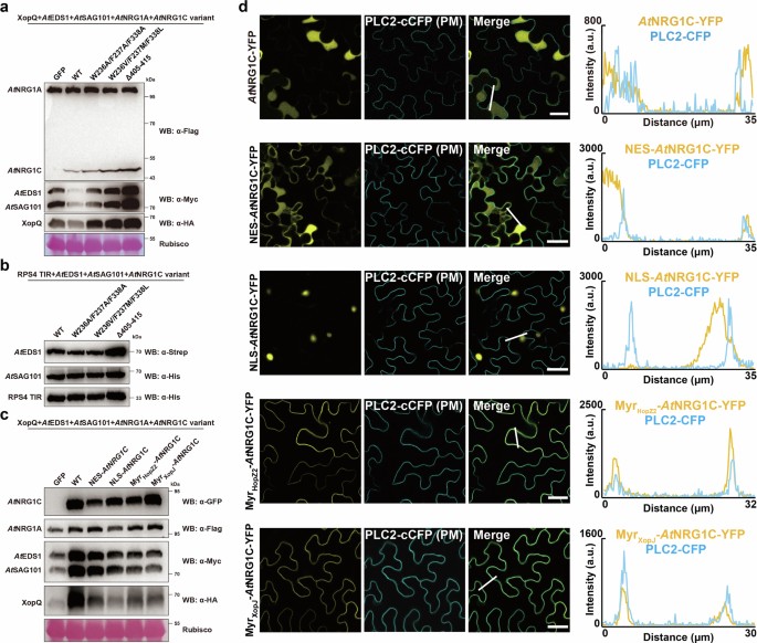Activation and inhibition mechanisms of a plant helper NLR | Nature