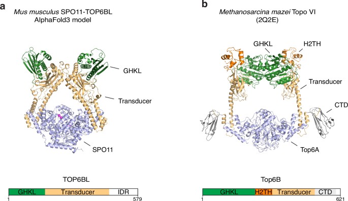 SPO11 dimers are sufficient to catalyse DNA double-strand breaks in ...