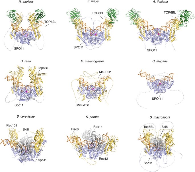SPO11 dimers are sufficient to catalyse DNA double-strand breaks in ...