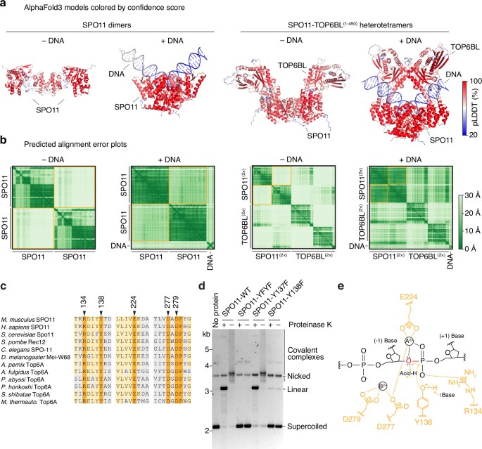 SPO11 dimers are sufficient to catalyse DNA double-strand breaks in ...