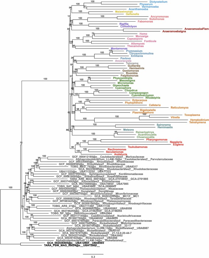 A robustly rooted tree of eukaryotes reveals their excavate ancestry ...