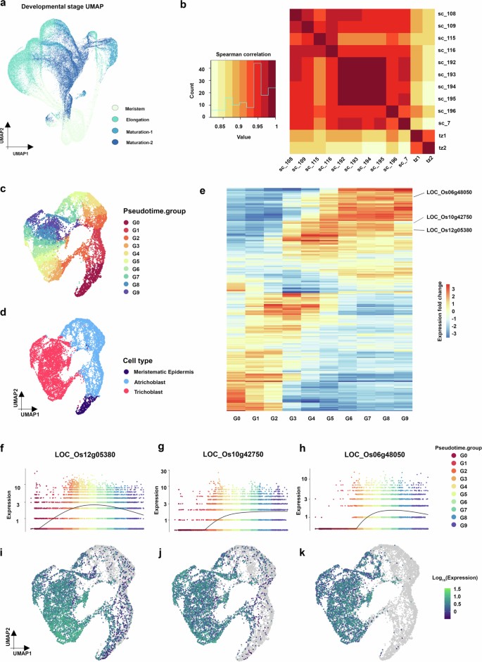 Single-cell transcriptomics reveal how root tissues adapt to soil stress | Nature
