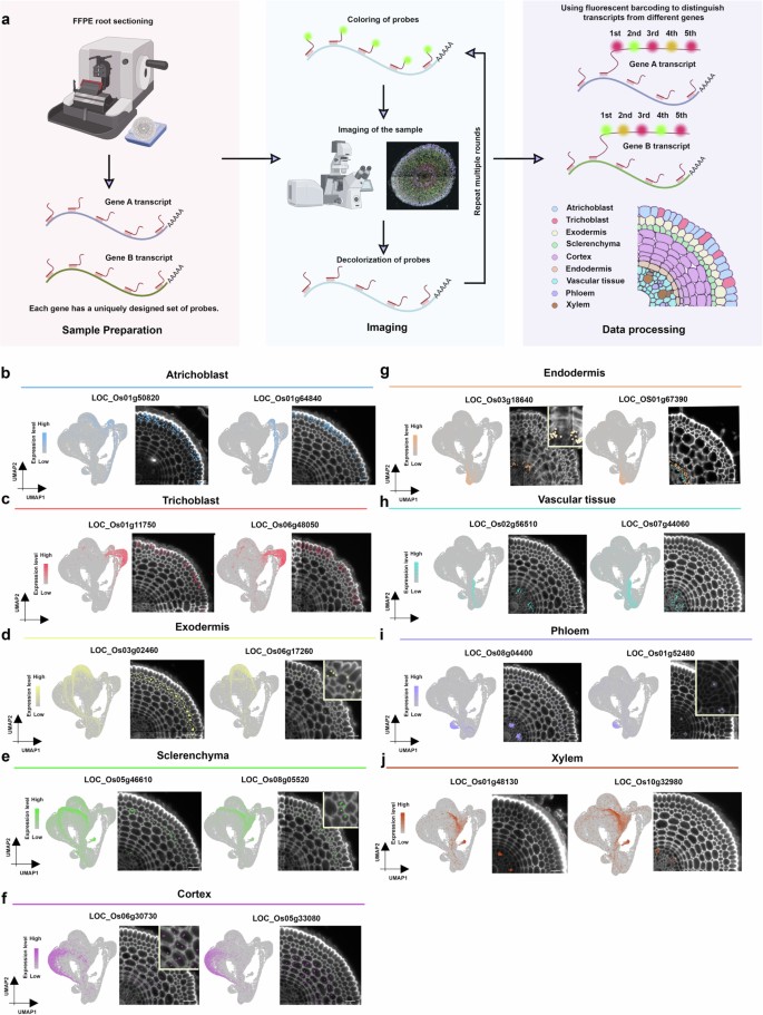 Single-cell transcriptomics reveal how root tissues adapt to soil ...