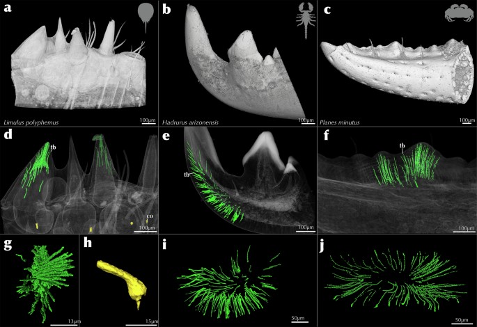 The origin of vertebrate teeth and evolution of sensory exoskeletons ...