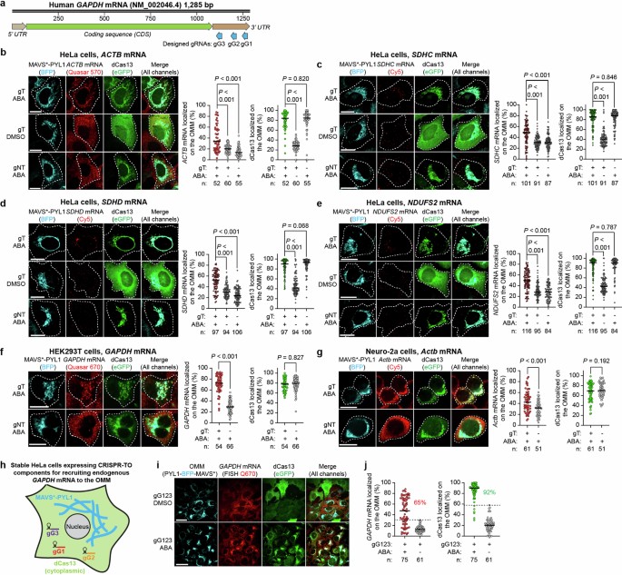 Programmable control of spatial transcriptome in live cells and neurons ...