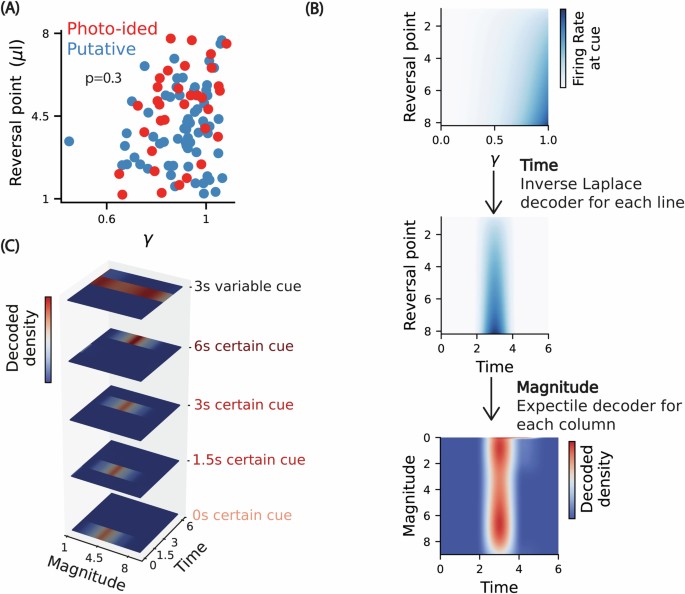 A multidimensional distributional map of future reward in dopamine neurons | Nature