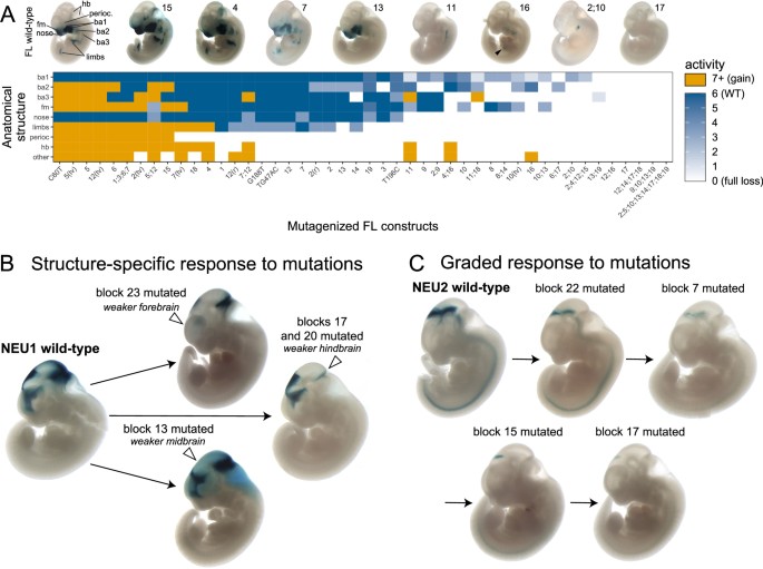 In vivo mapping of mutagenesis sensitivity of human enhancers | Nature