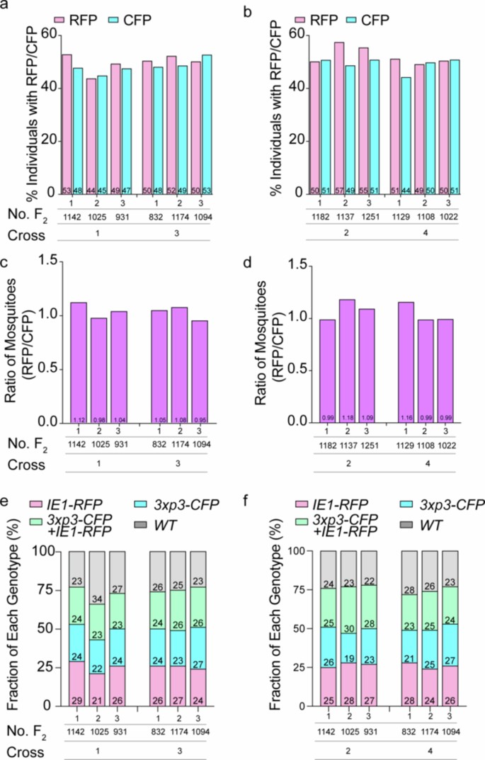 Driving a protective allele of the mosquito FREP1 gene to combat ...