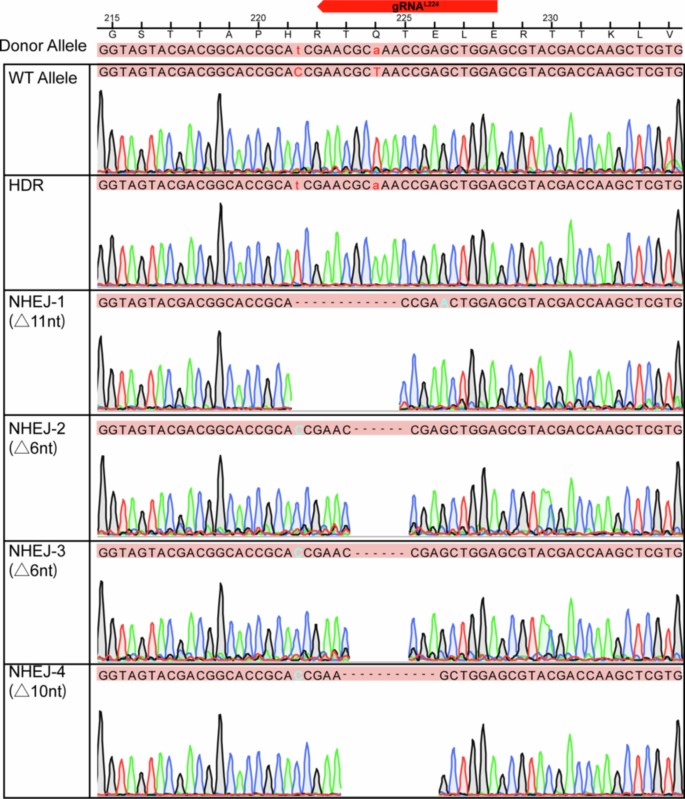 Driving a protective allele of the mosquito FREP1 gene to combat ...