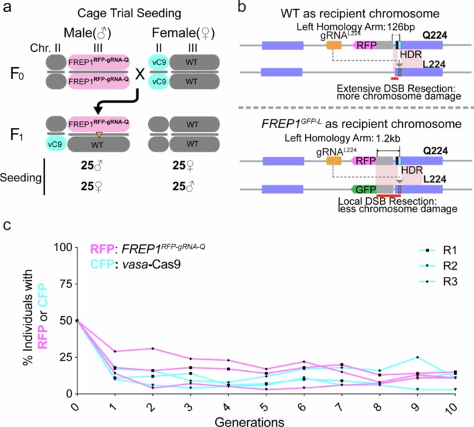 Driving a protective allele of the mosquito FREP1 gene to combat ...
