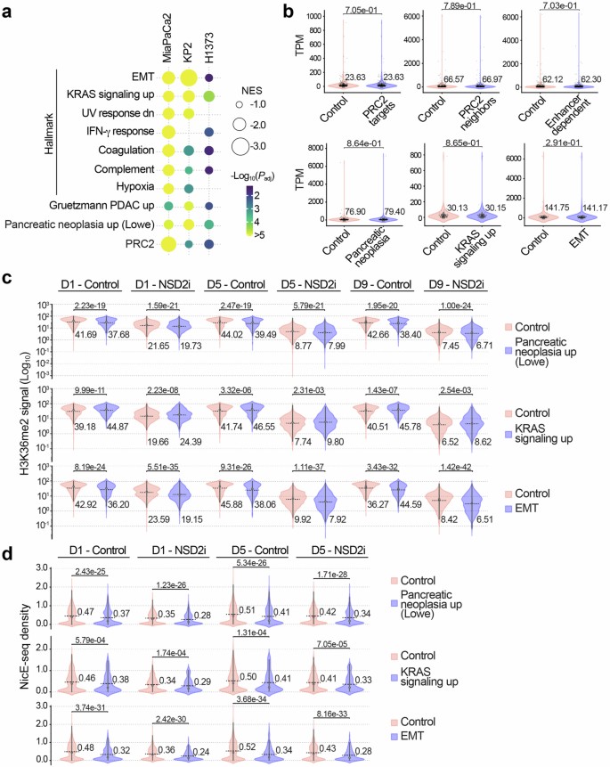 NSD2 inhibitors rewire chromatin to treat lung and pancreatic cancers ...