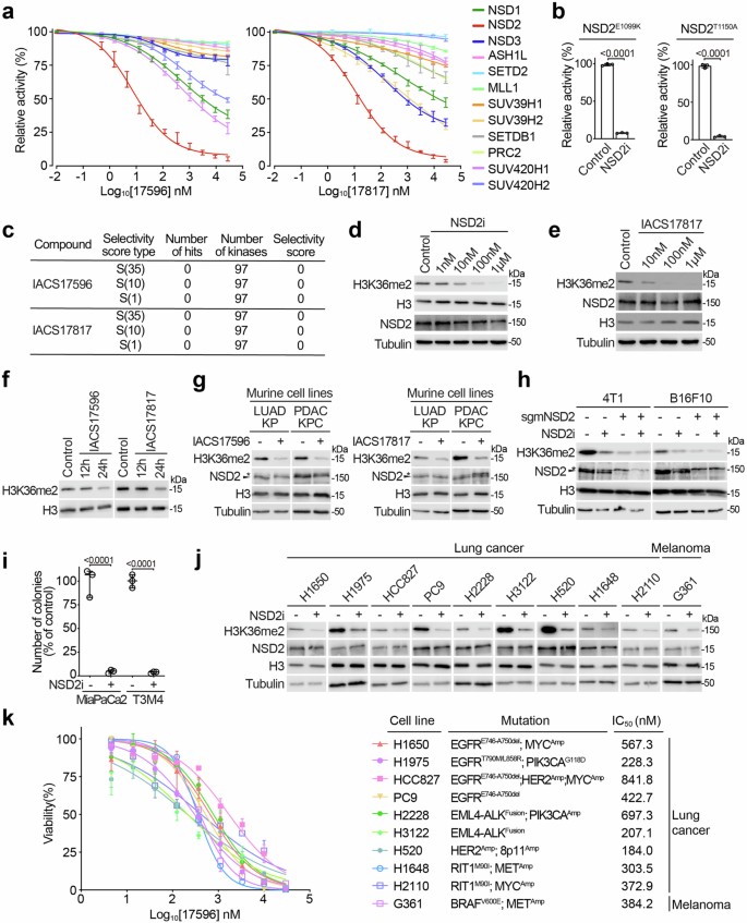 NSD2 inhibitors rewire chromatin to treat lung and pancreatic cancers ...