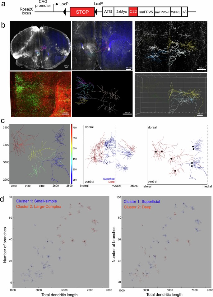 Neural networks of the mouse visceromotor cortex | Nature