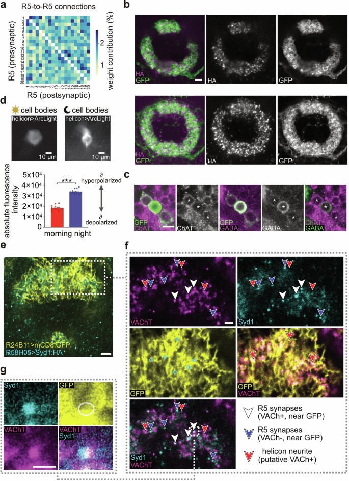 Network synchrony creates neural filters promoting quiescence in ...