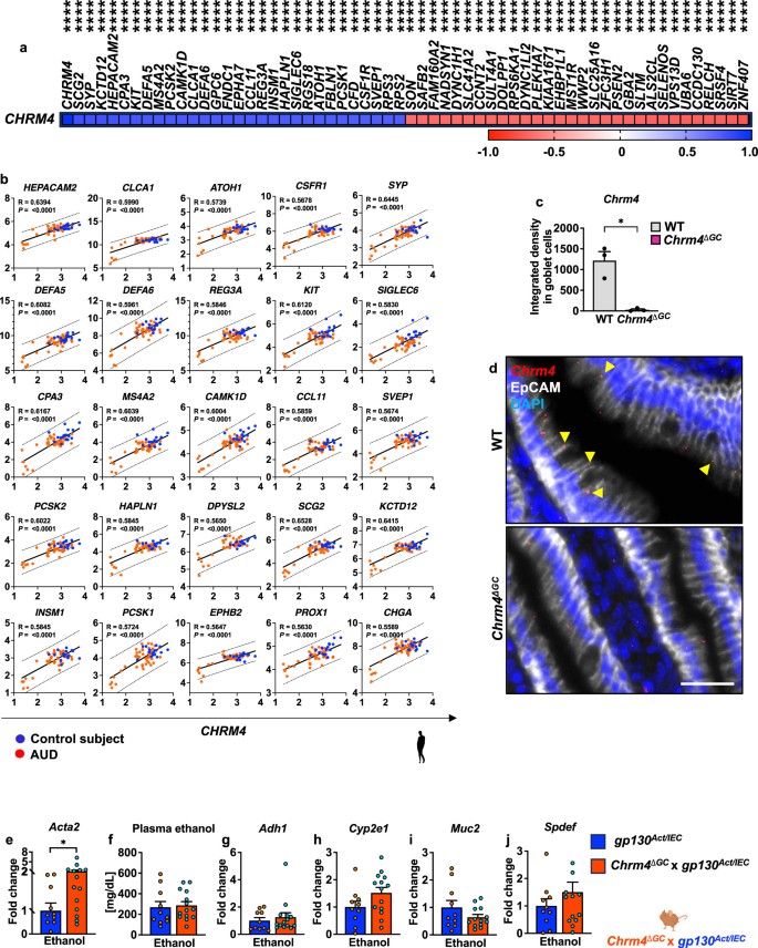 mAChR4 suppresses liver disease via GAP-induced antimicrobial immunity ...