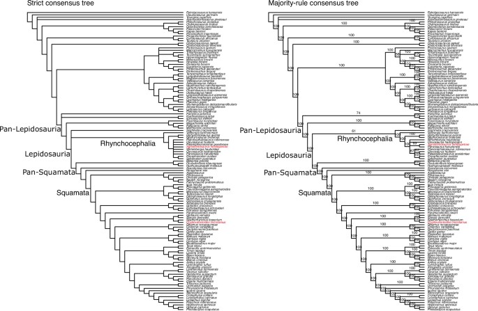 The oldest known lepidosaur and origins of lepidosaur feeding ...